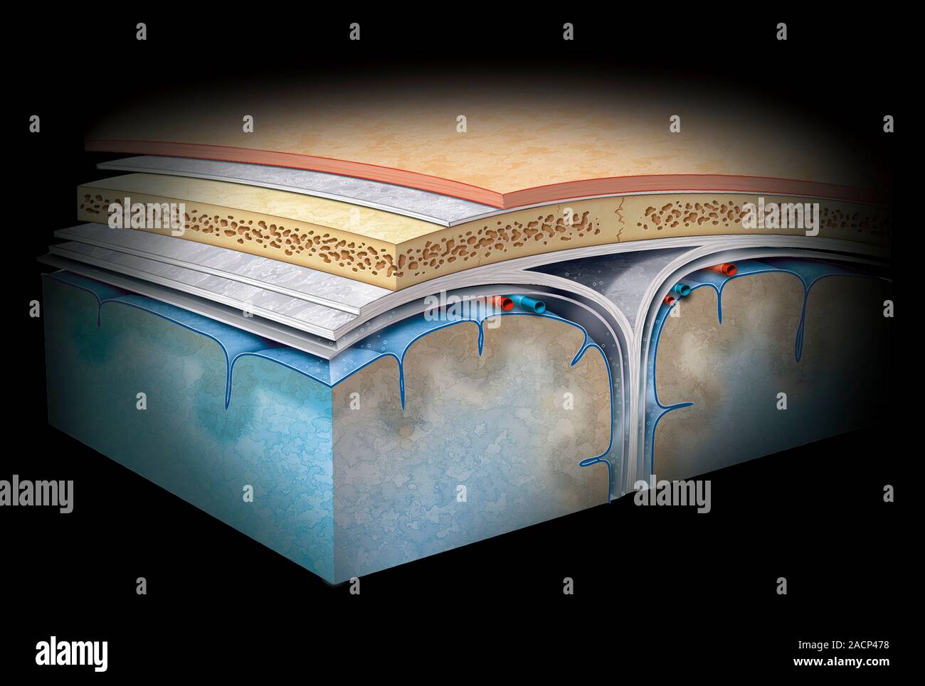 Cranium anatomy, computer artwork. At bottom is the brain, which is ...