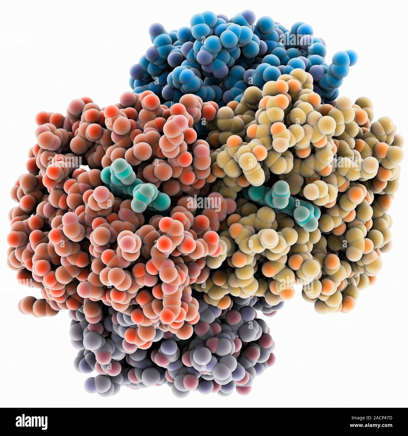 Haemoglobin, molecular model. This is deoxyhaemoglobin, the molecule in ...