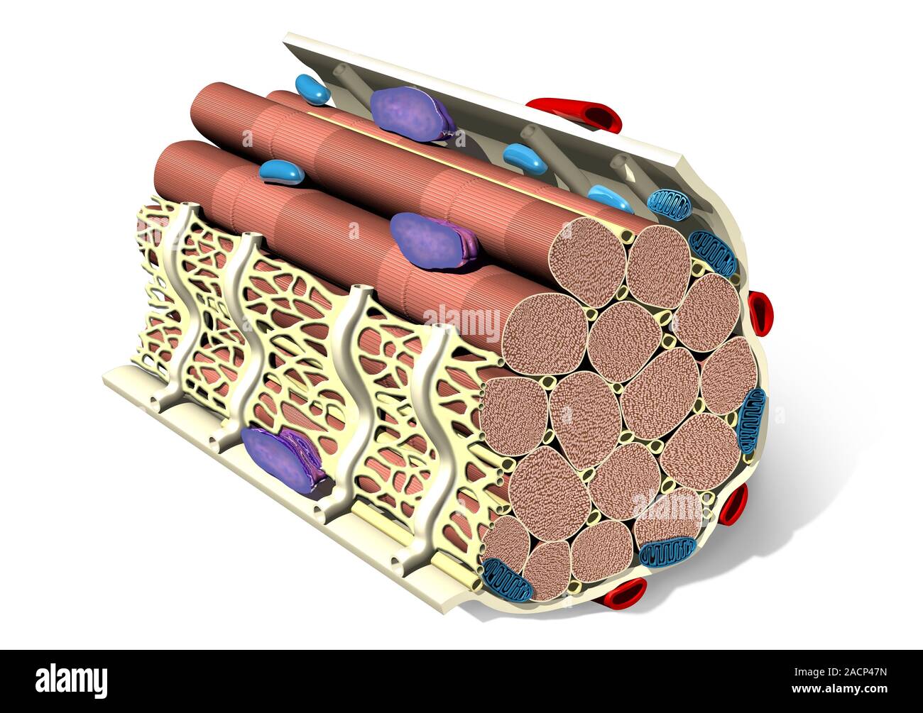 Muscle fibre. Computer artwork showing the structure of a muscle cell ...