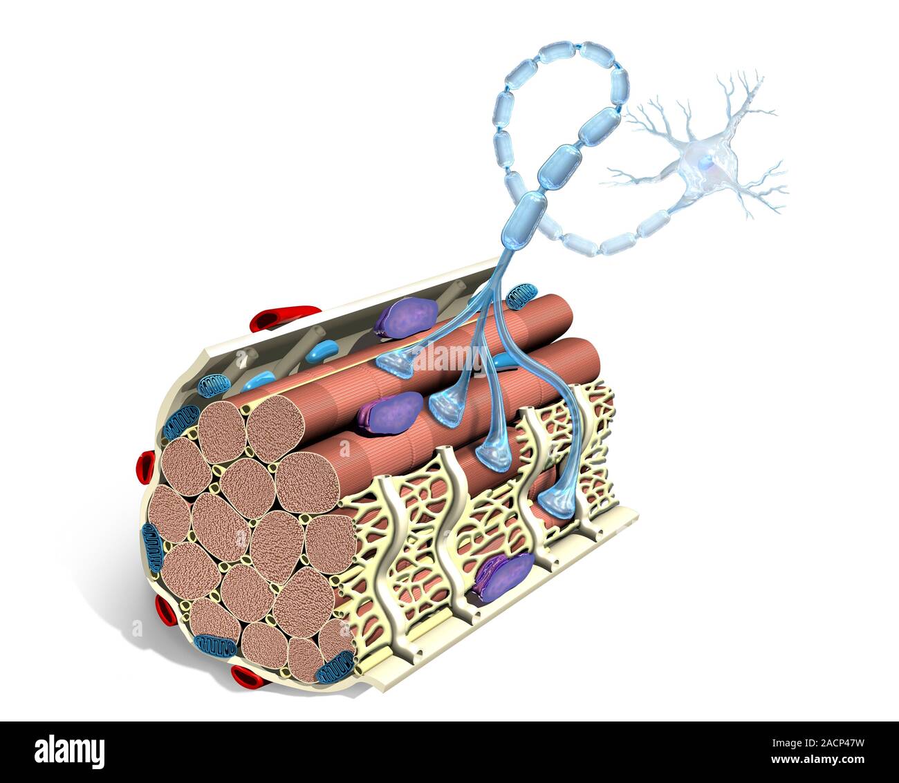 Neuromuscular junction. Computer artwork showing the juntion between a ...