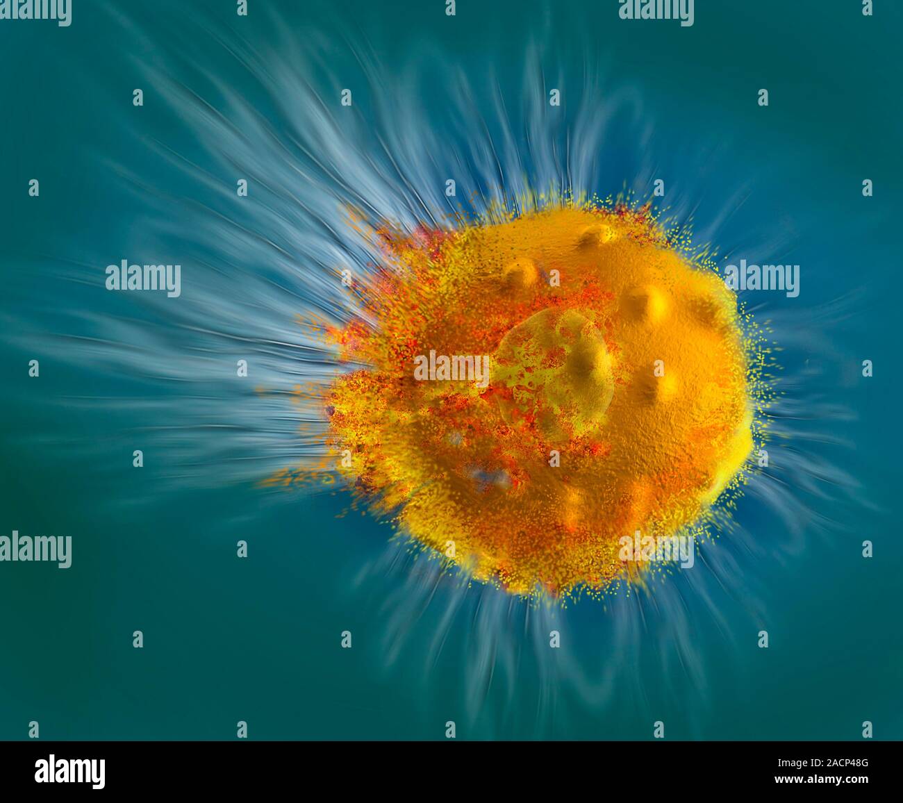 Cell destruction. Artwork of a cell undergoing destruction. This image ...