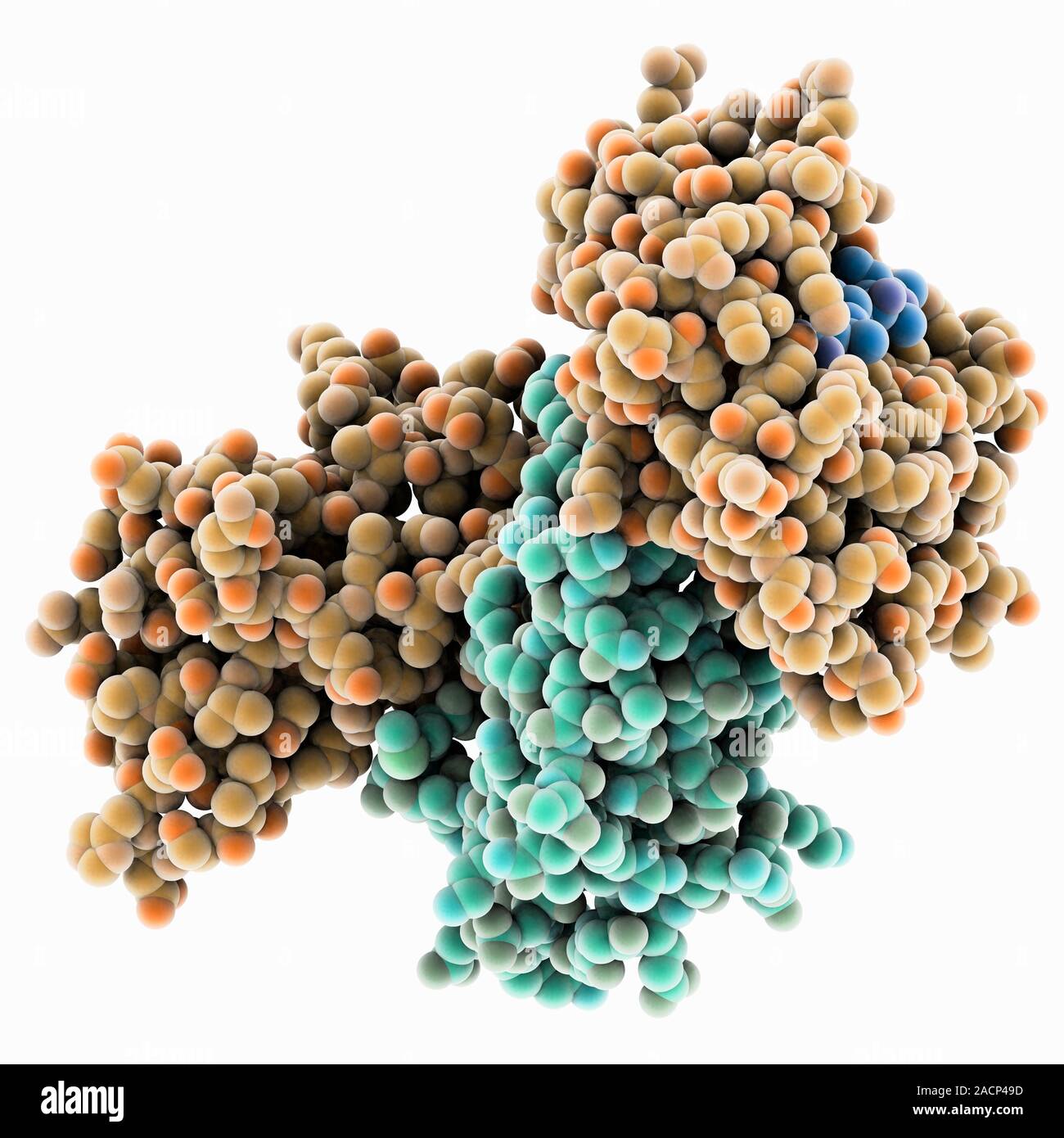 MHC protein-antigen complex. Molecular model of the human class I MHC ... MHC protein-antigen complex. Molecular model of the human class I MHC ...