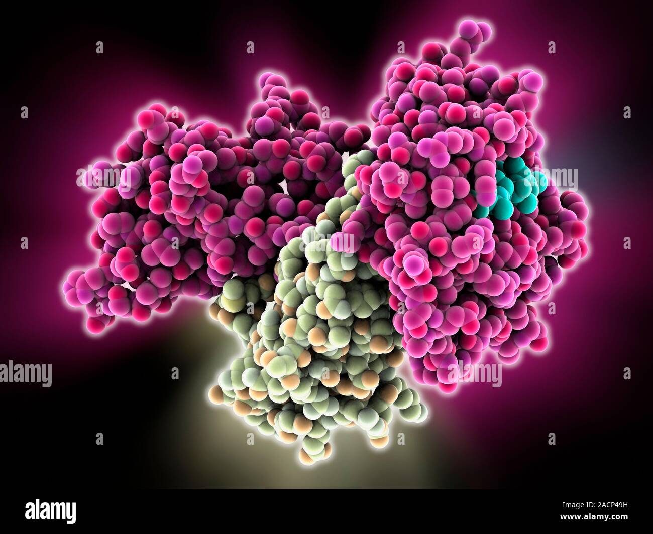 MHC protein-antigen complex. Computer model of the human class I MHC ... MHC protein-antigen complex. Computer model of the human class I MHC ...
