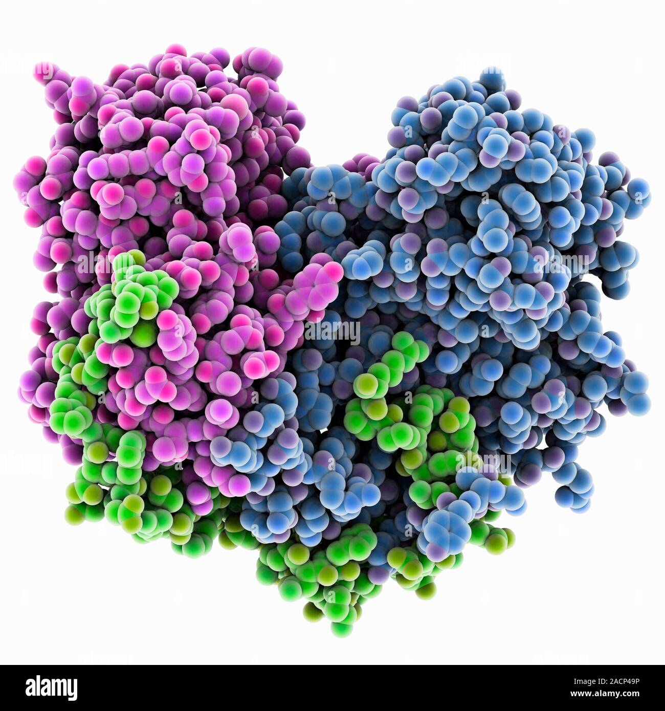 Cyclin-dependent kinase inhibitor complex. Molecular model of the ...