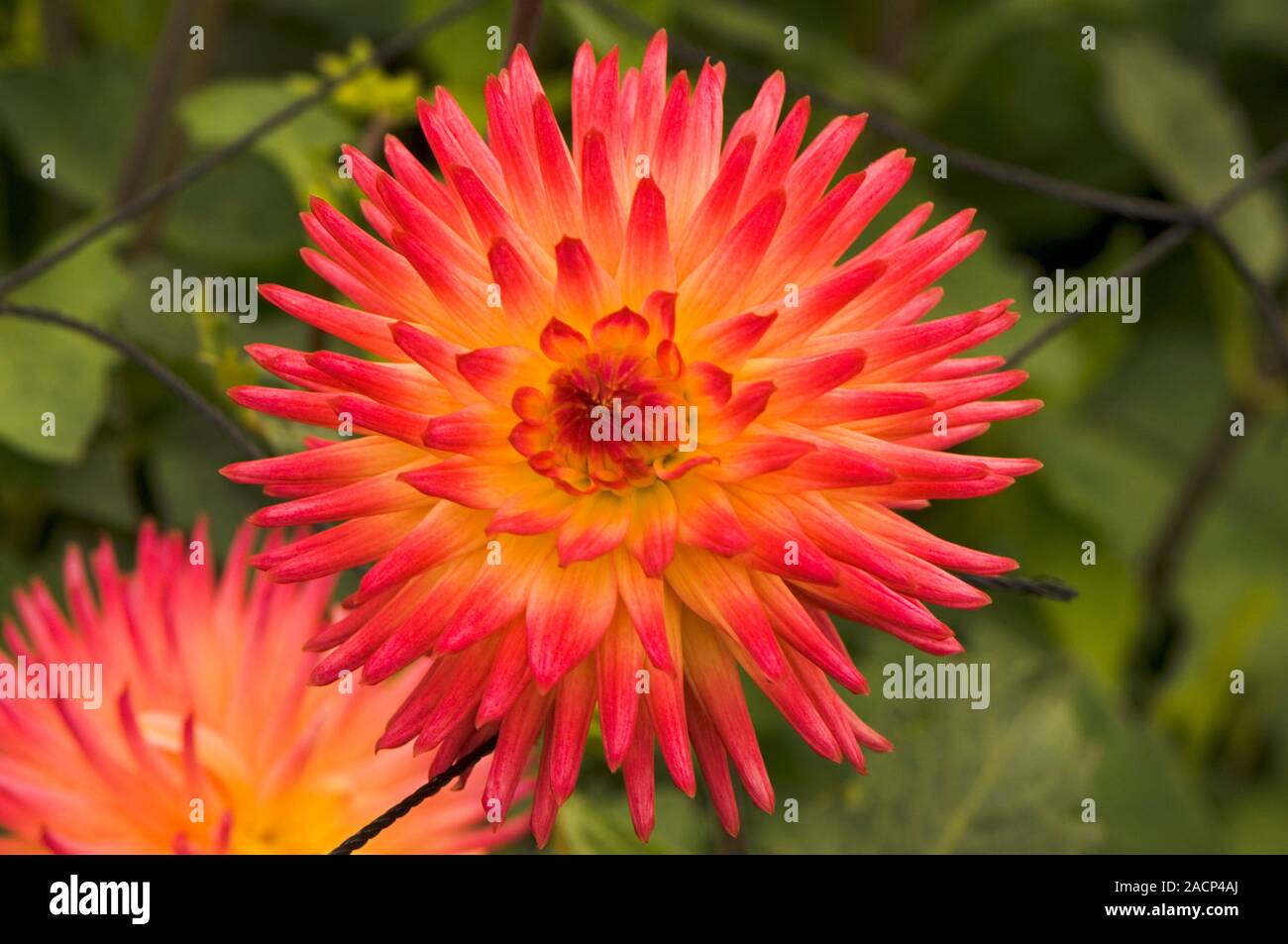 Dahlia 'Western Stardust' in flower Stock Photo - Alamy