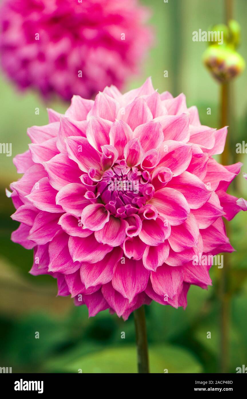 Dahlia 'Askwith Roger' in flower Stock Photo - Alamy