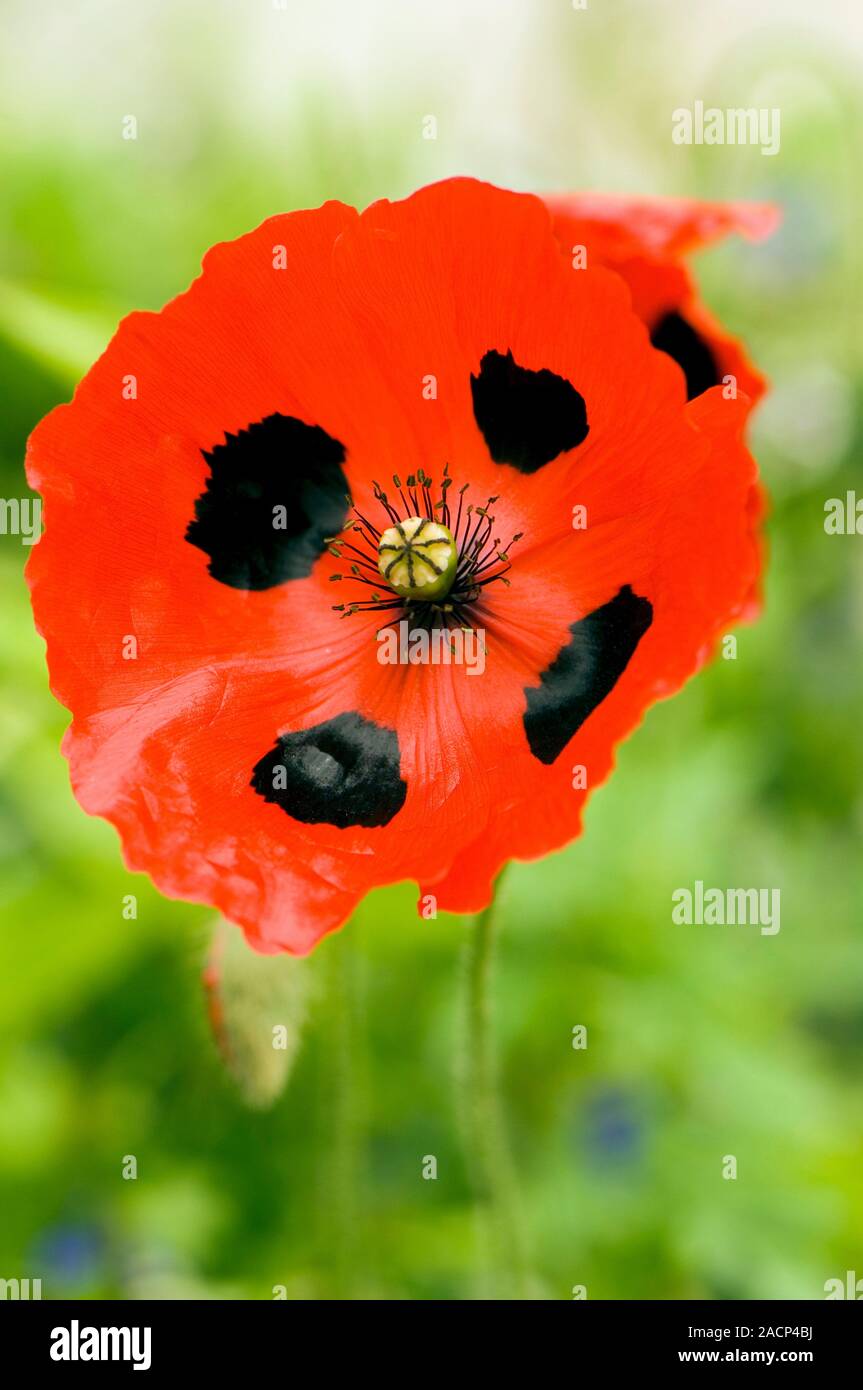 Poppy (Papaver commutatum 'Ladybird') in flower Stock Photo - Alamy