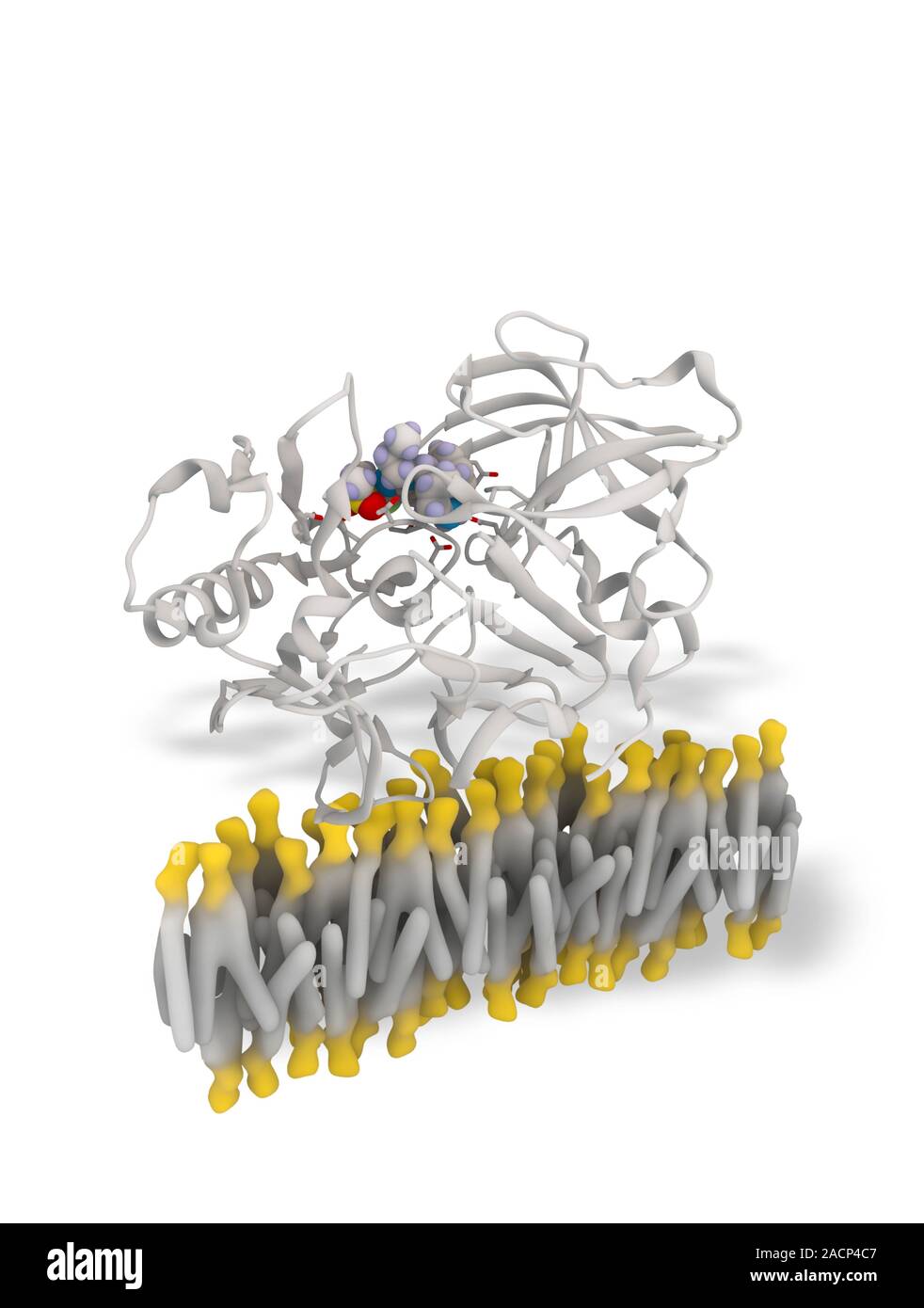 Beta secretase enzyme interacting with a membrane, molecular model. The ...