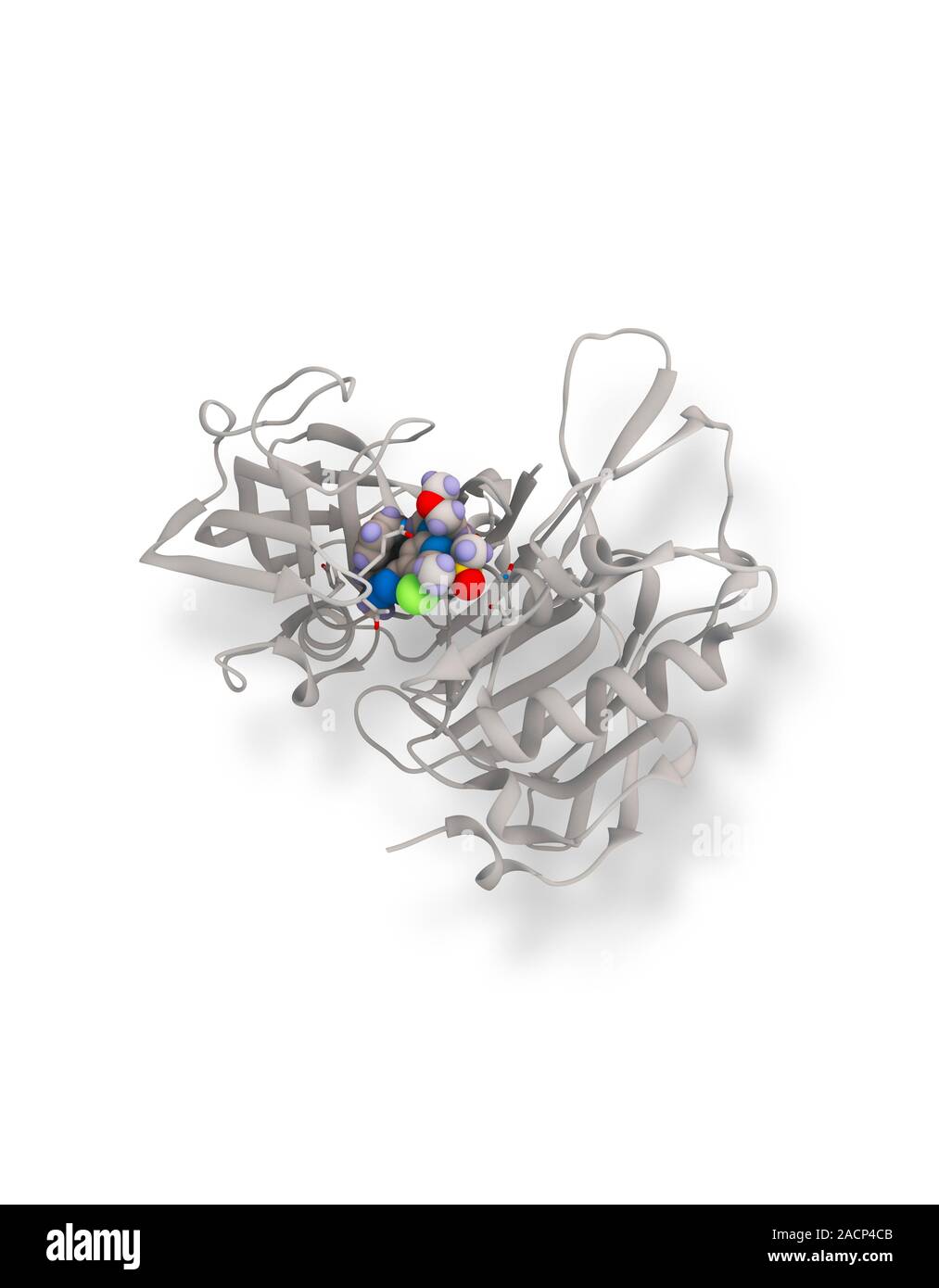 Beta secretase enzyme, molecular model. The enzyme (depicted by protein ...