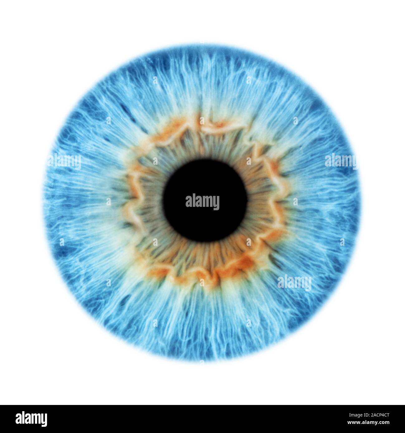 Blue eye. Close-up of the iris and pupil of an eye. The iris, a ...