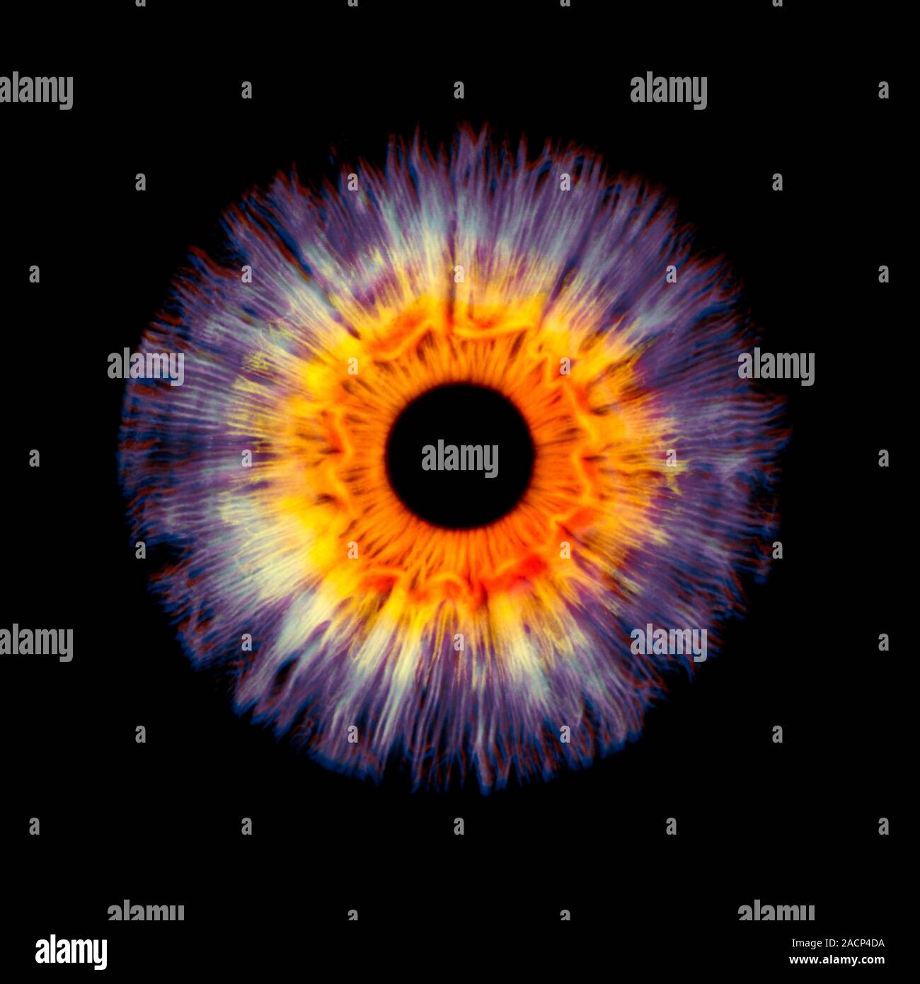 Human eye. Close-up of the iris and pupil of an eye. The iris, a ...