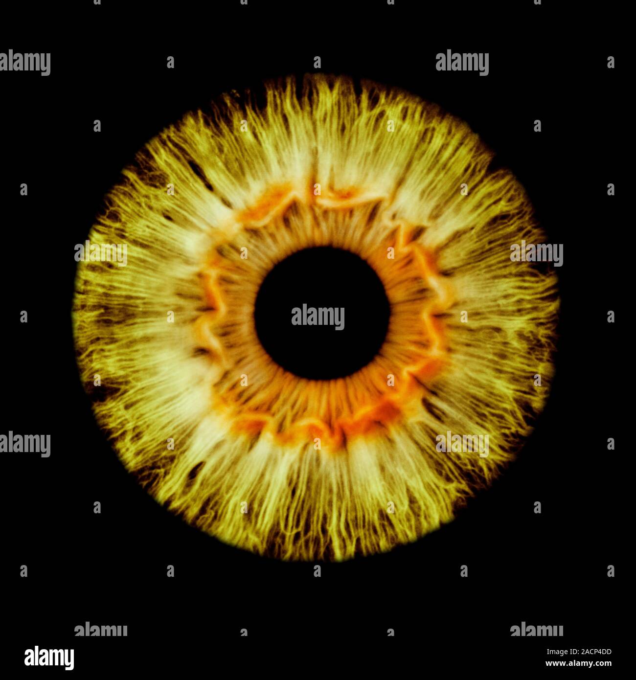 Human eye. Close-up of the iris and pupil of an eye. The iris, a ...