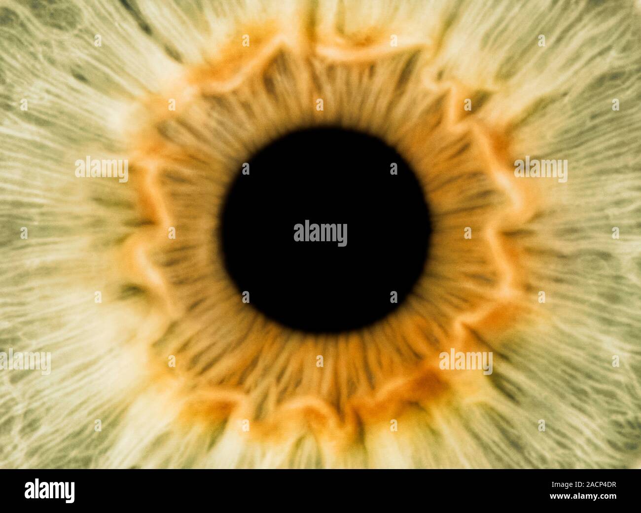 Human eye. Close-up of the iris and pupil of an eye. The iris, a ...