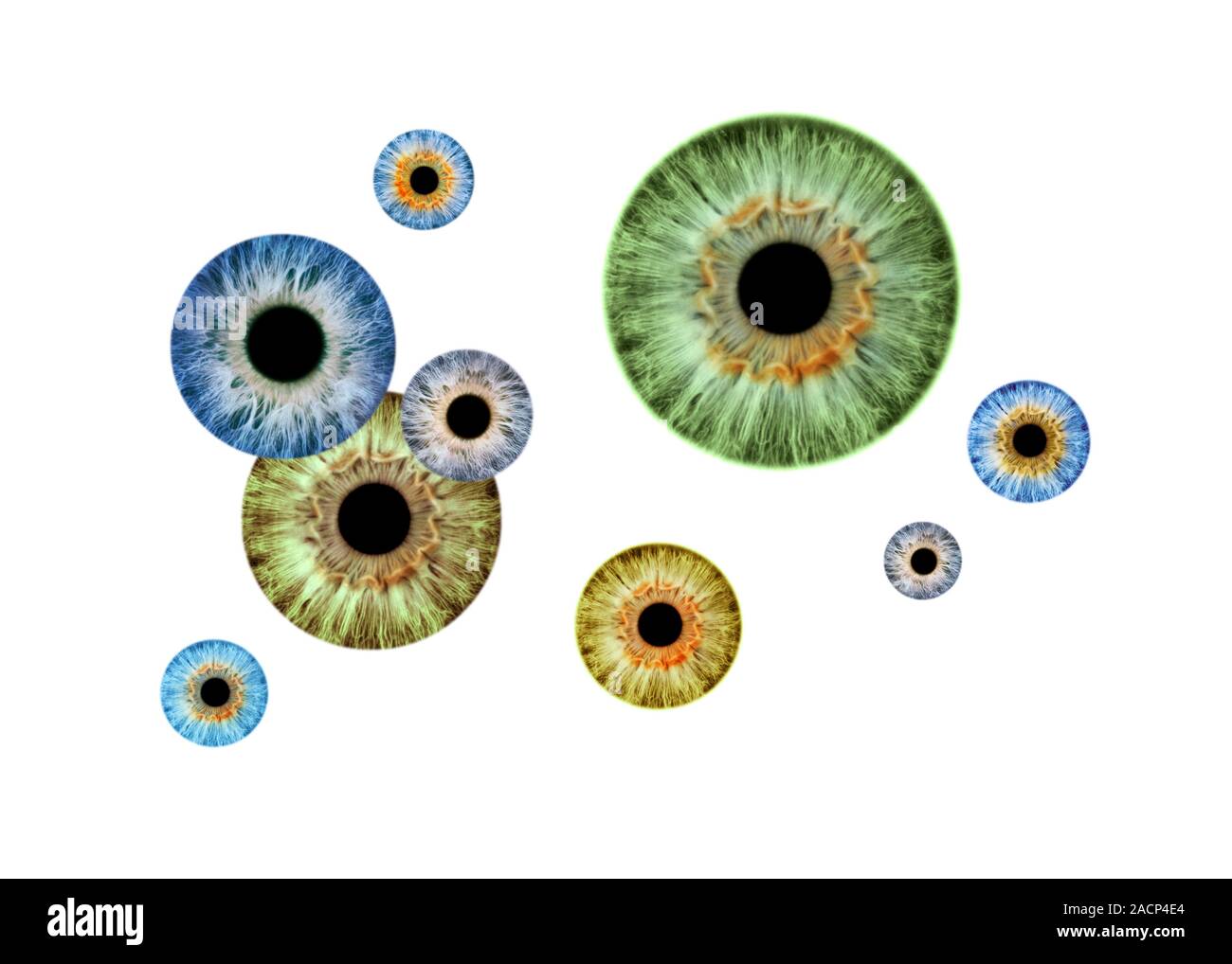 Human eyes. The iris, a coloured muscular ring, regulates the amount of ...