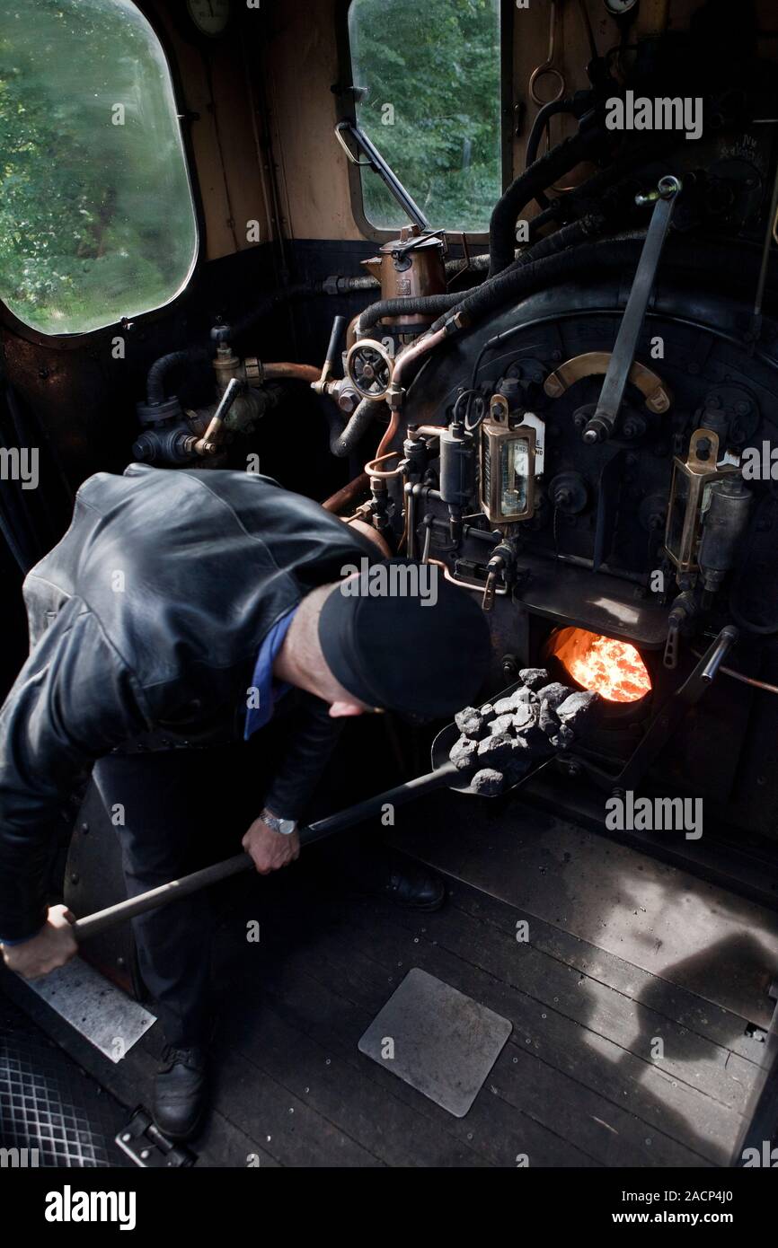 Steam locomotive driver. Museum volunteer stoking (adding coal to the ...