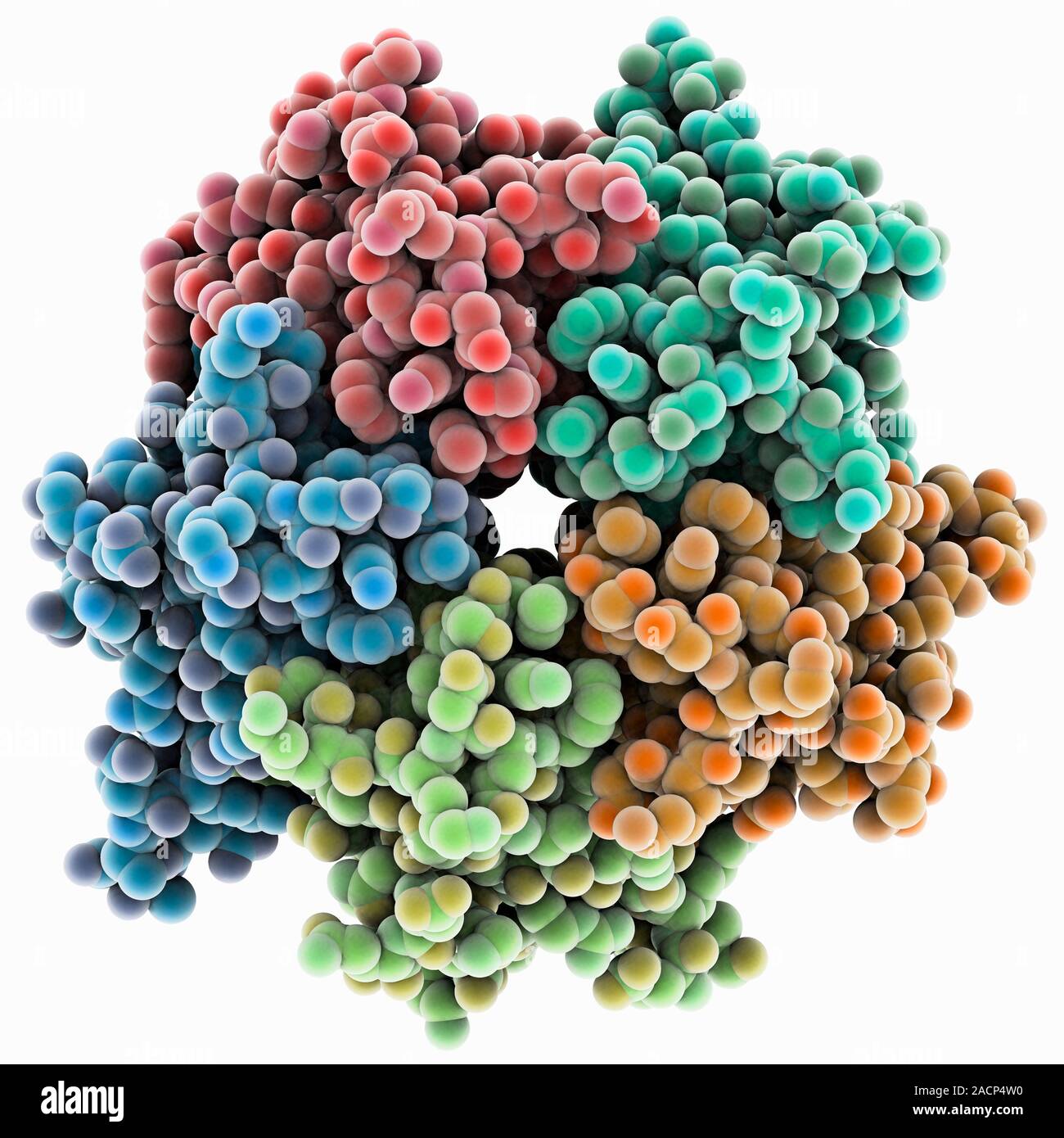 Nucleoplamsin, molecular model. This protein is involved in nucleosome assembly. Nucleosomes are ...