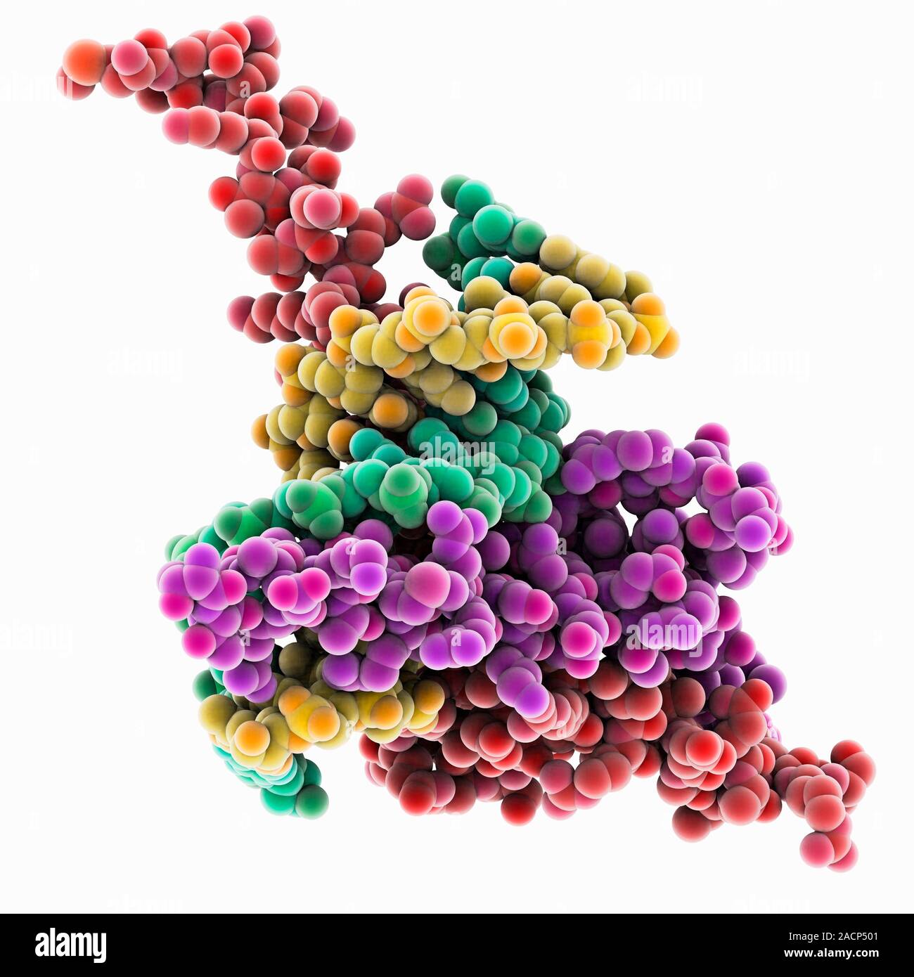 MyoD muscle protein-DNA complex. Molecular model of the MyoD muscle ...