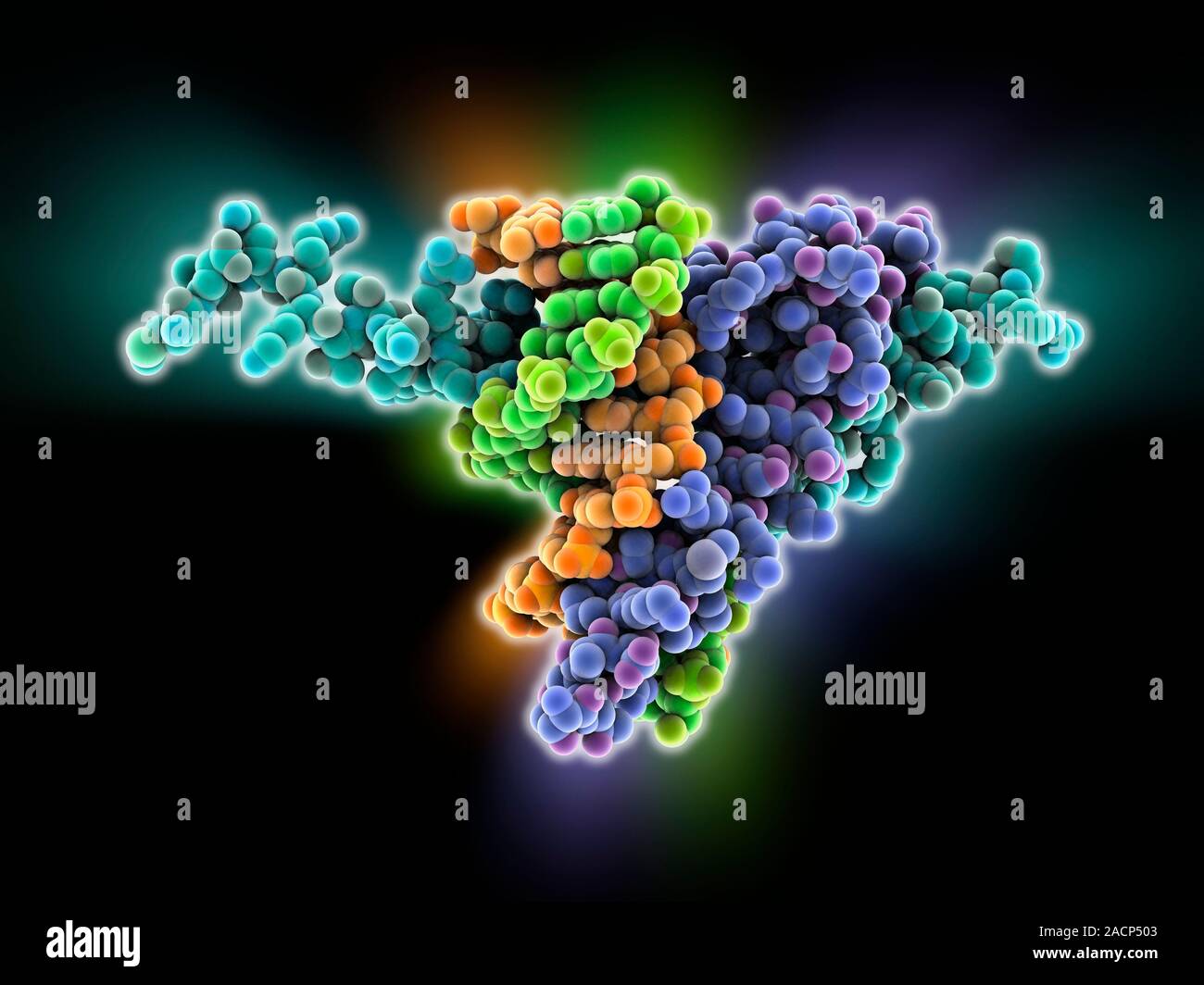 MyoD muscle protein-DNA complex. Molecular model of the MyoD muscle ...