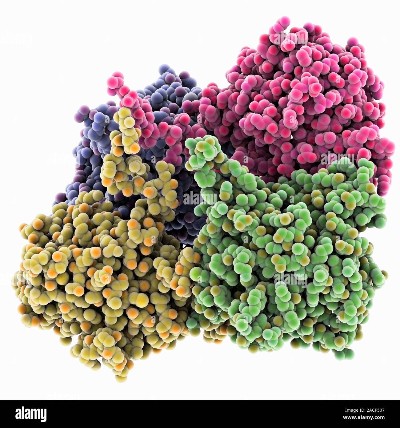 Glycine N-methyltransferase. Molecular model of a glycine N ...