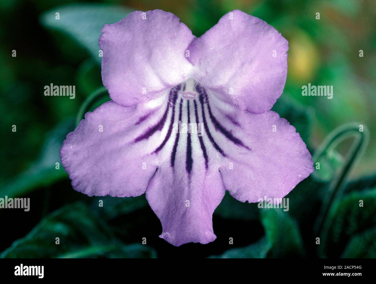 Capr primrose (Streptocarpus hybridus) flower Stock Photo - Alamy