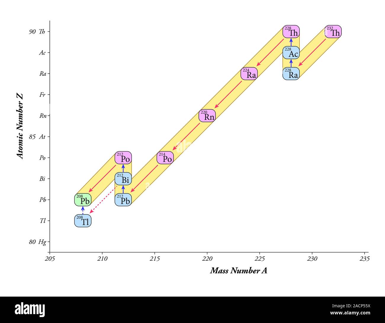 Nuclear decay chain, thorium series. Diagram of the nuclear decay chain ...