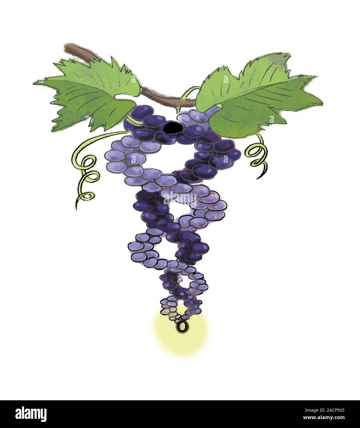 Genetically modified grapes. Conceptual artwork of grapes in the double ...