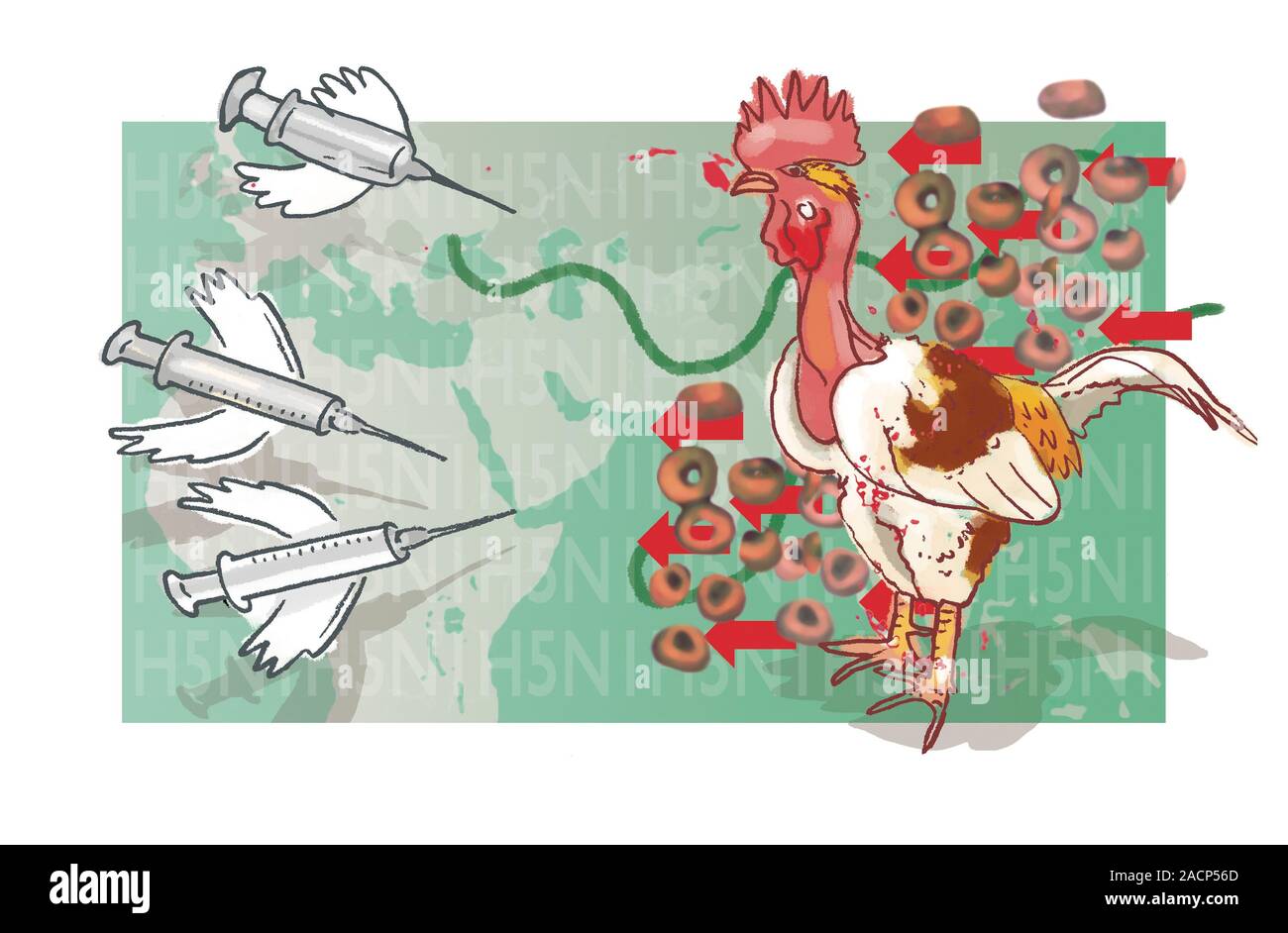Bird flu. Conceptual artwork of a chicken and flying syringes ...