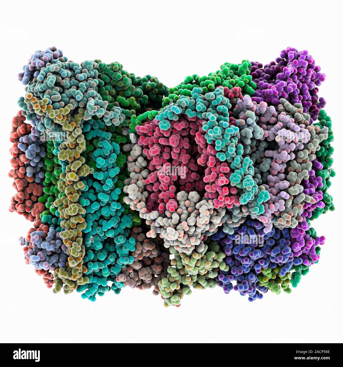 Cytochrome c oxidase. Molecular model of a cytochrome c oxidase enzyme ...