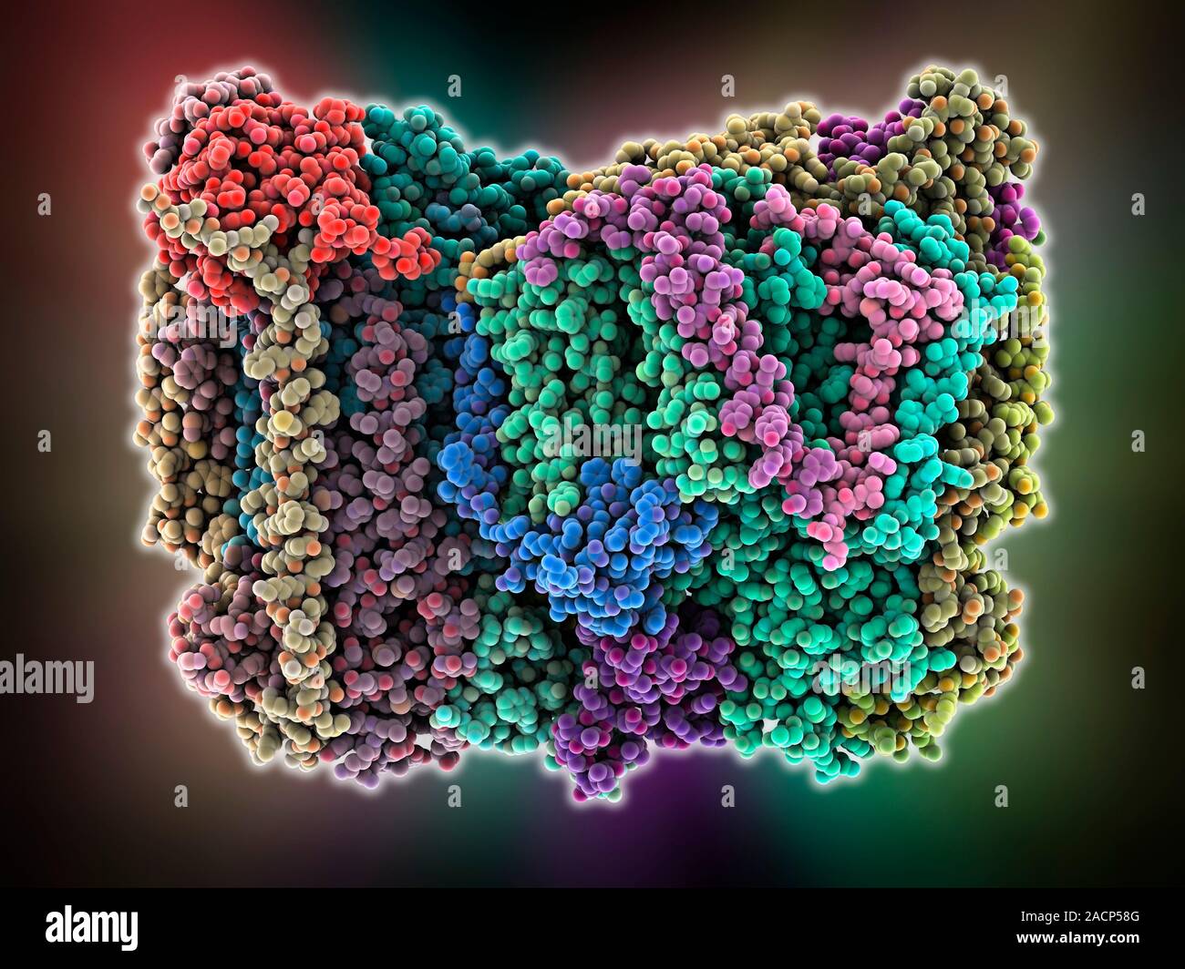 Cytochrome C Oxidase Molecular Model Of A Cytochrome C Oxidase Enzyme From The Mitochondria Of
