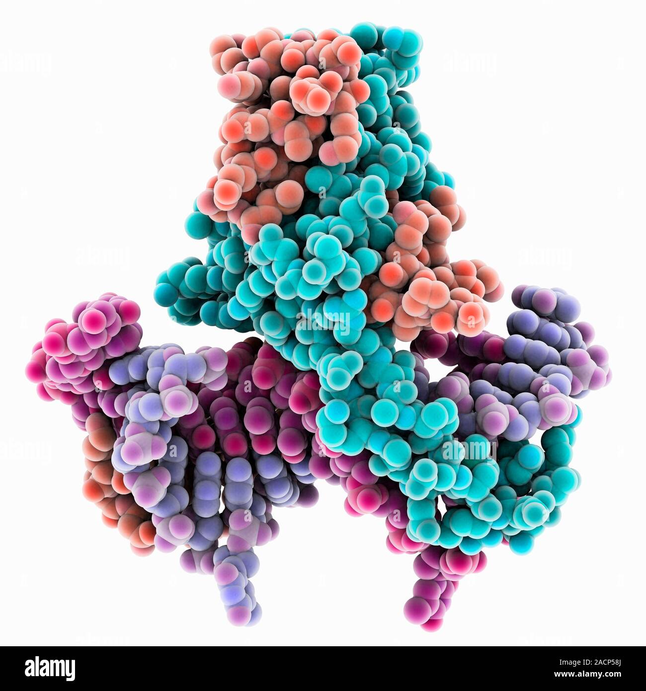 HU DNA binding protein. Molecular model of the HU protein (orange and ...