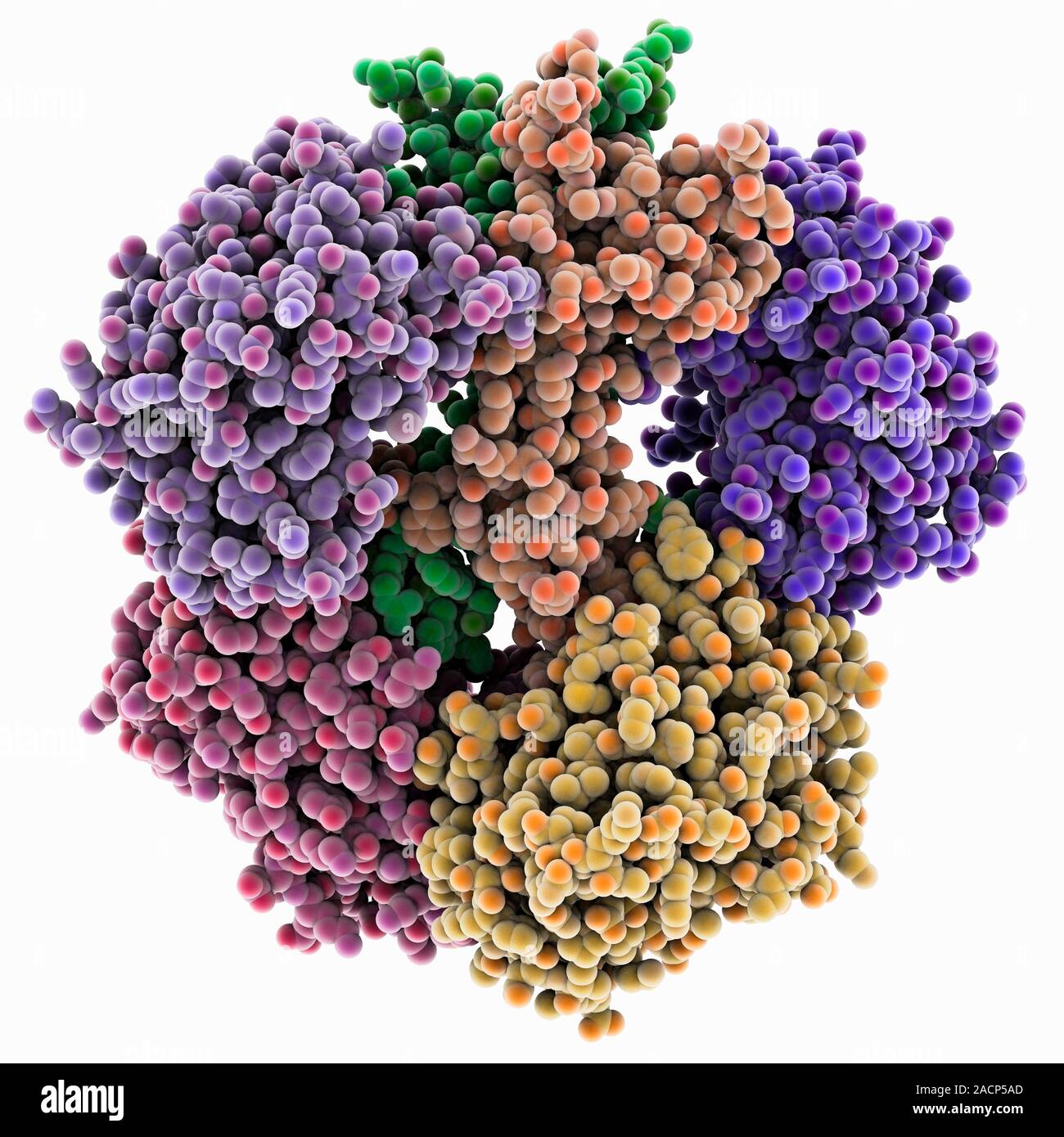 Nerve growth factor protein complex, molecular model. This complex ...
