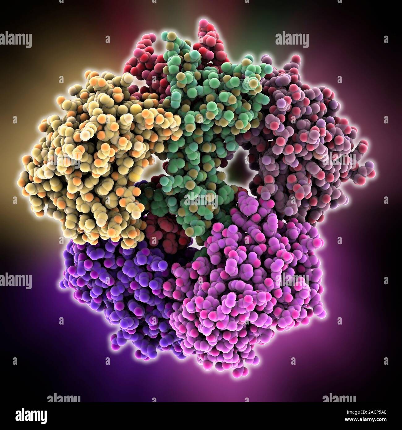 Nerve growth factor protein complex, molecular model. This complex ...