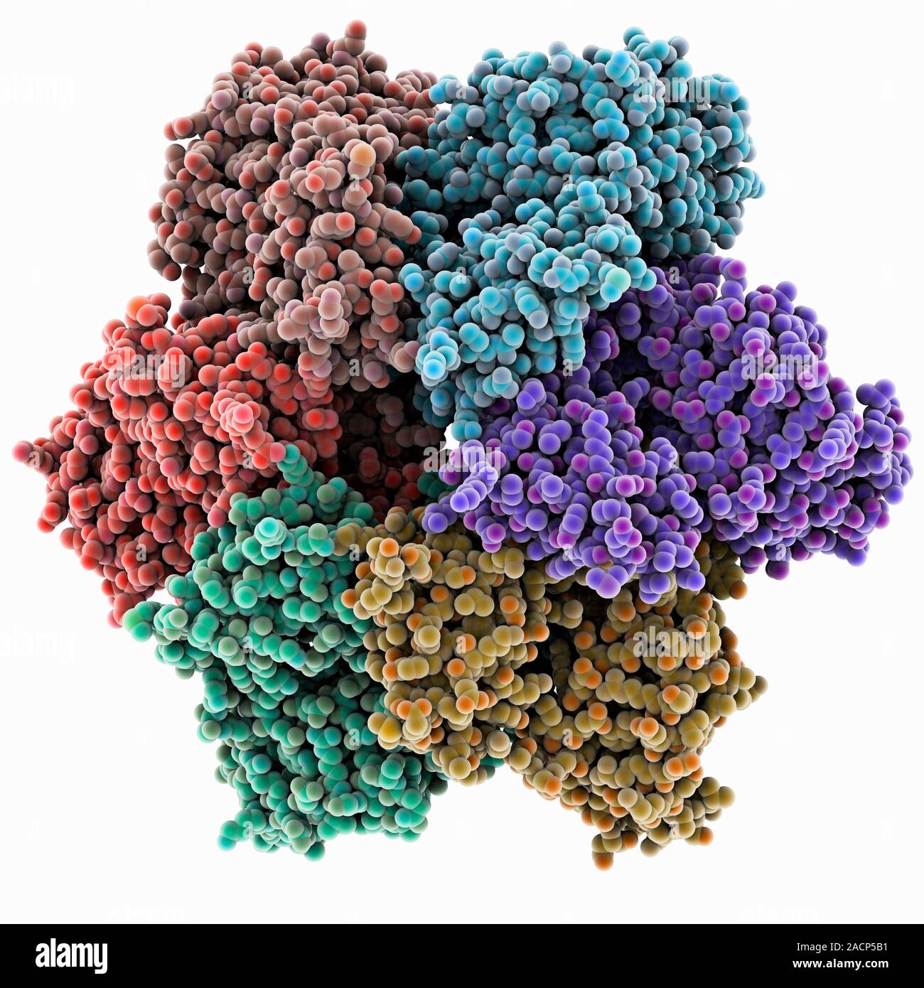 DNA helicase. Molecular model of a helicase molecule from the SV40 ...