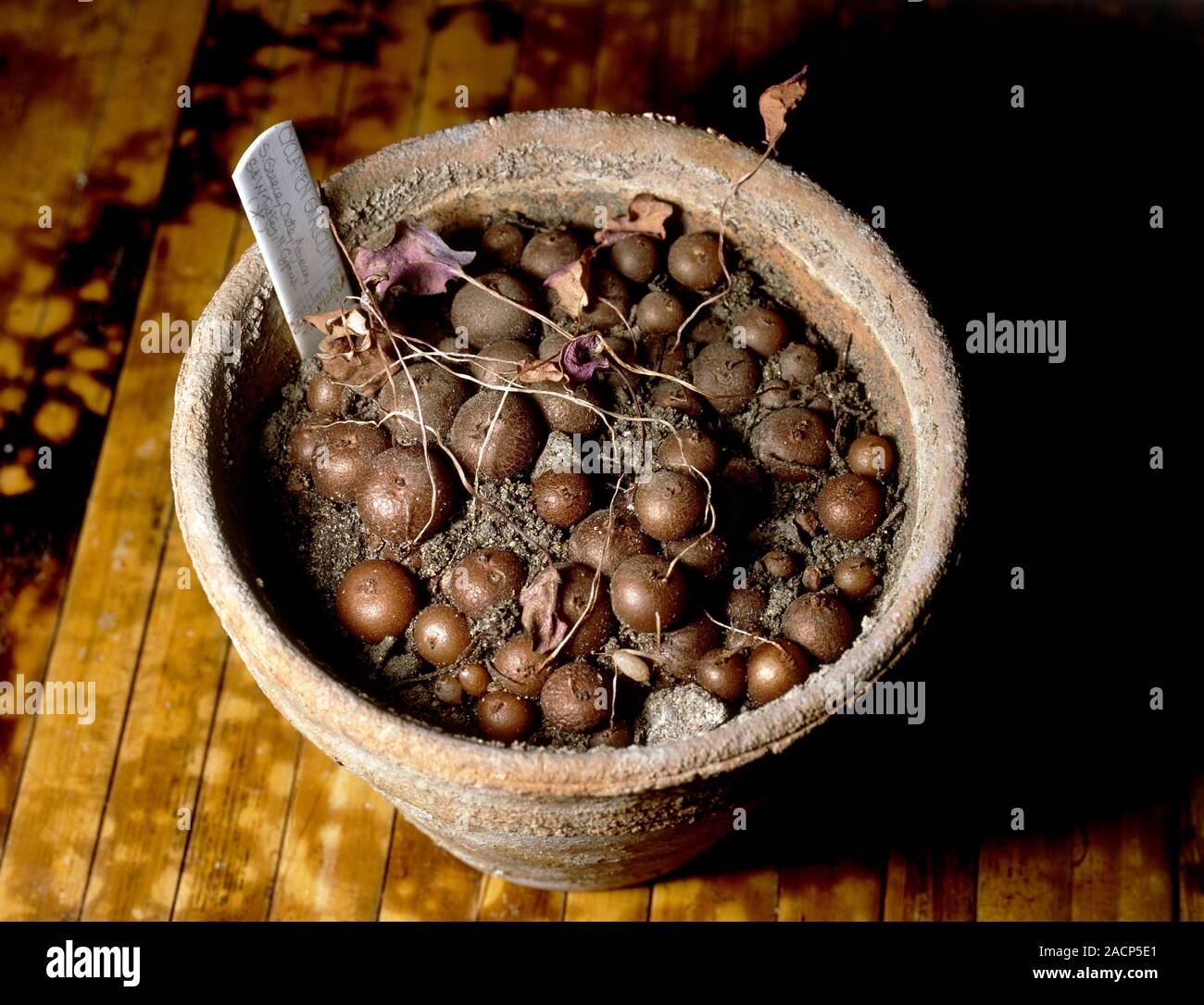 Cyclamen graecum corms in a pot. These are one year old corms ...