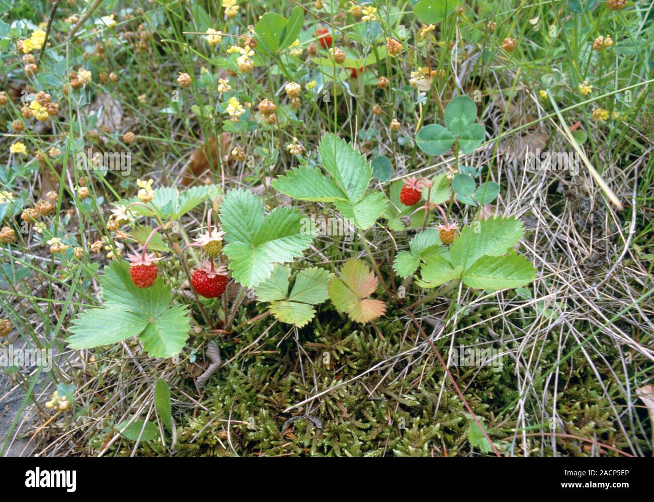 Wild Strawberries (Fragaria vesca Stock Photo - Alamy
