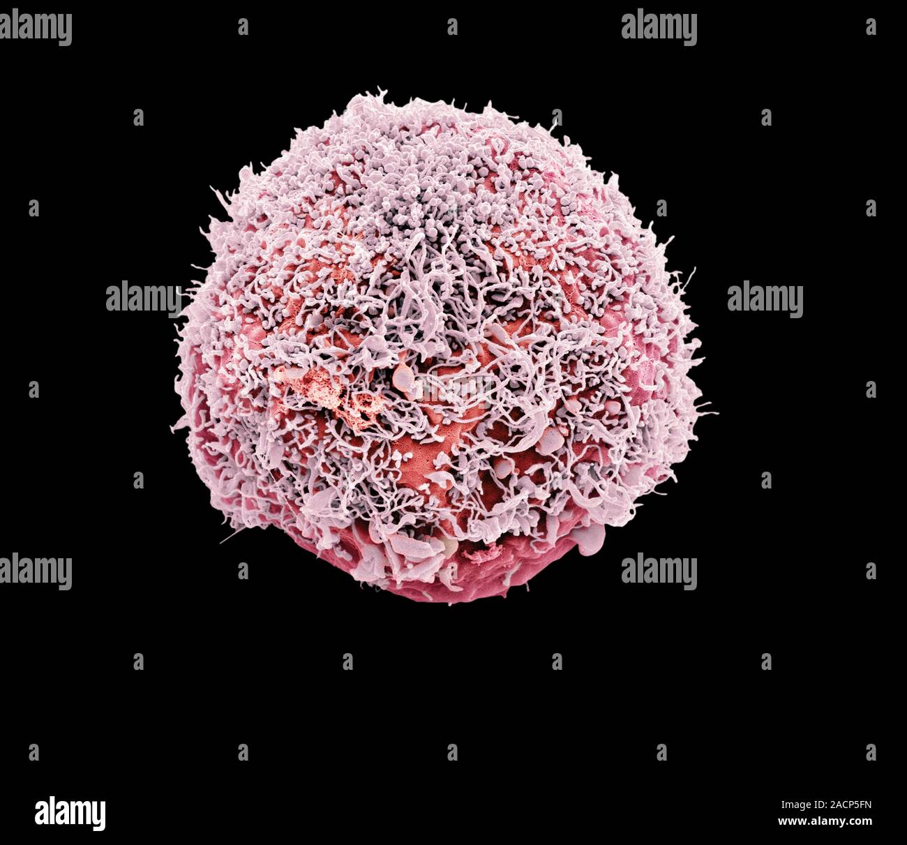 Mesenchymal stem cell. Coloured scanning electron micrograph (SEM) of a ...