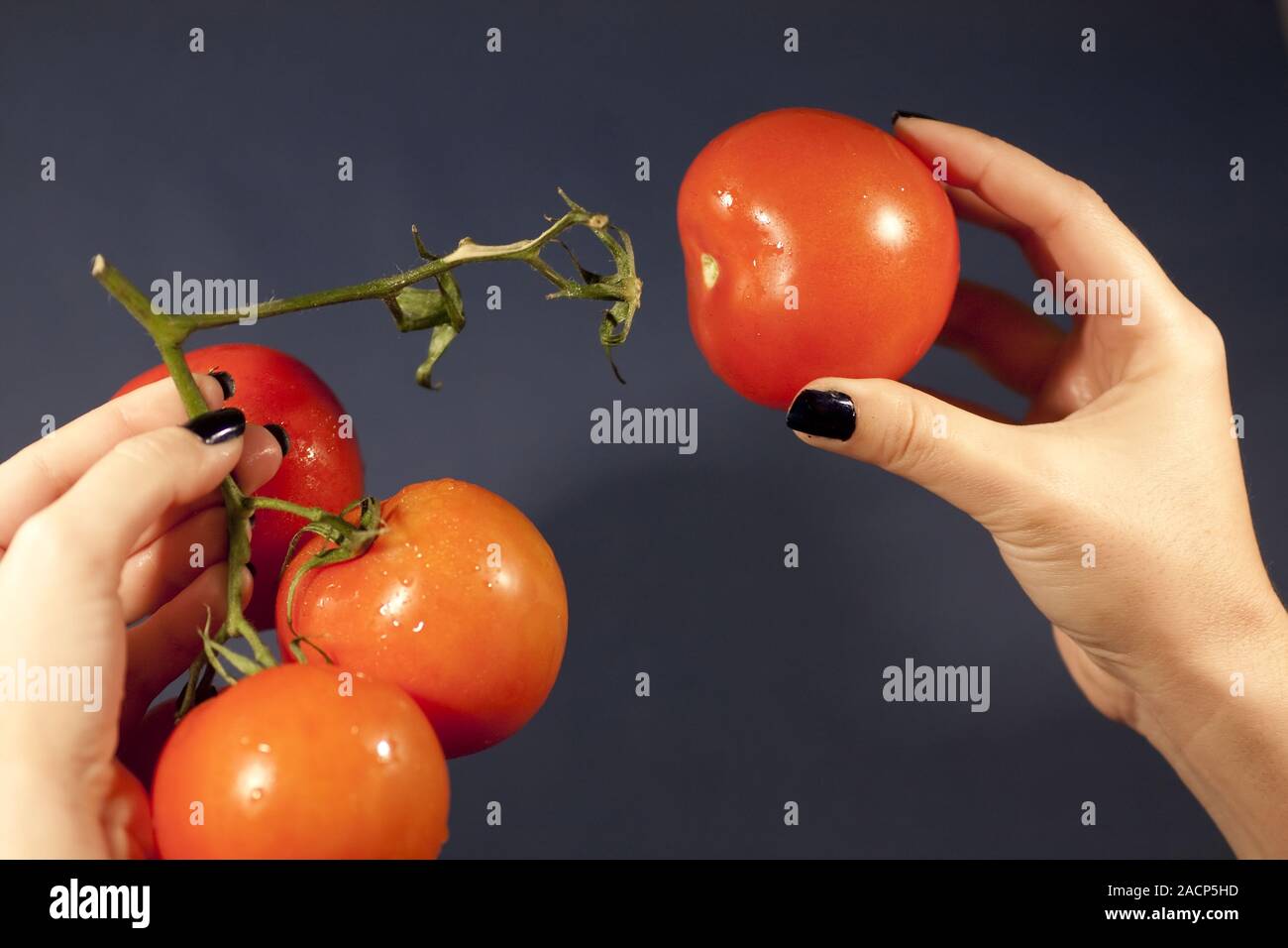 pulling the tomatoe Stock Photo - Alamy