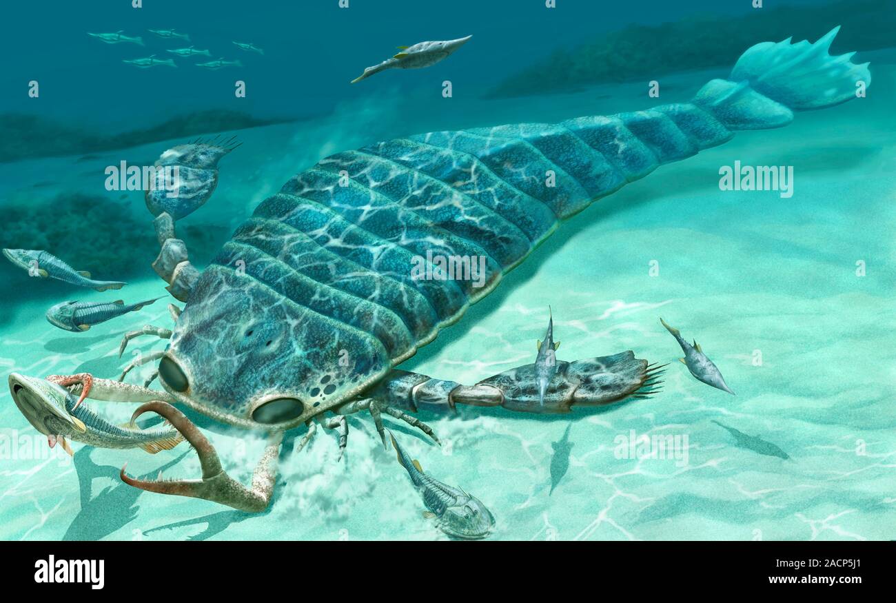 Sea scorpion (Jaekelopterus rhenaniae), artwork. This sea scorpion ...