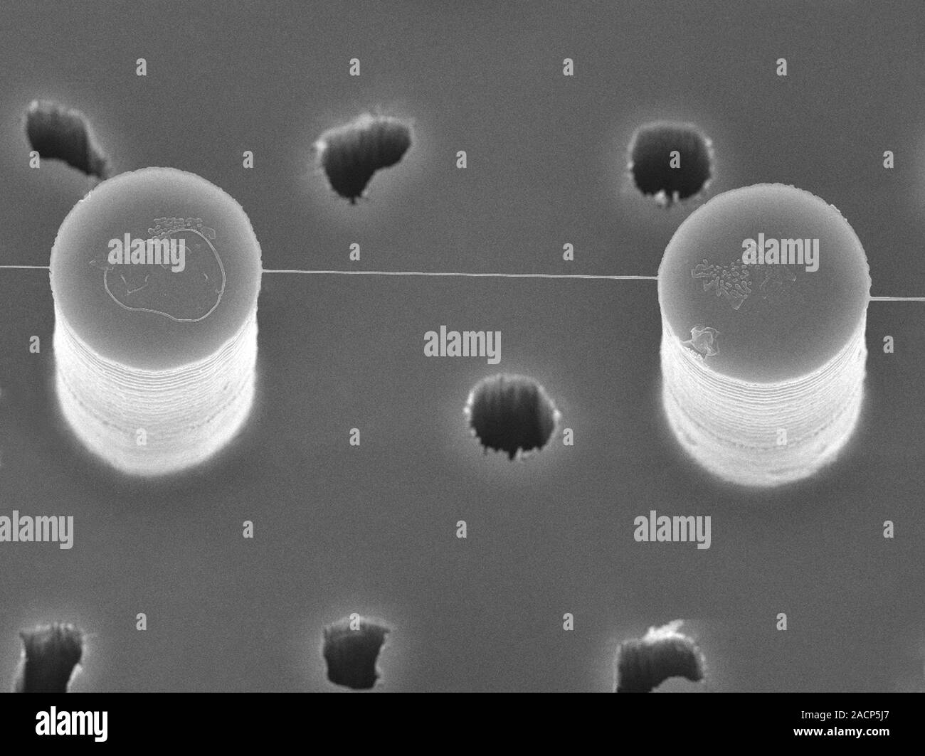 DNA bundle on silicon nanopillars. Scanning electron micrograph (SEM ...