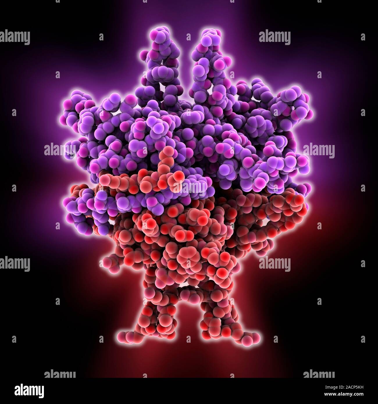 Single Stranded Dna Binding Protein Molecular Model The Function Of Single Strand Binding