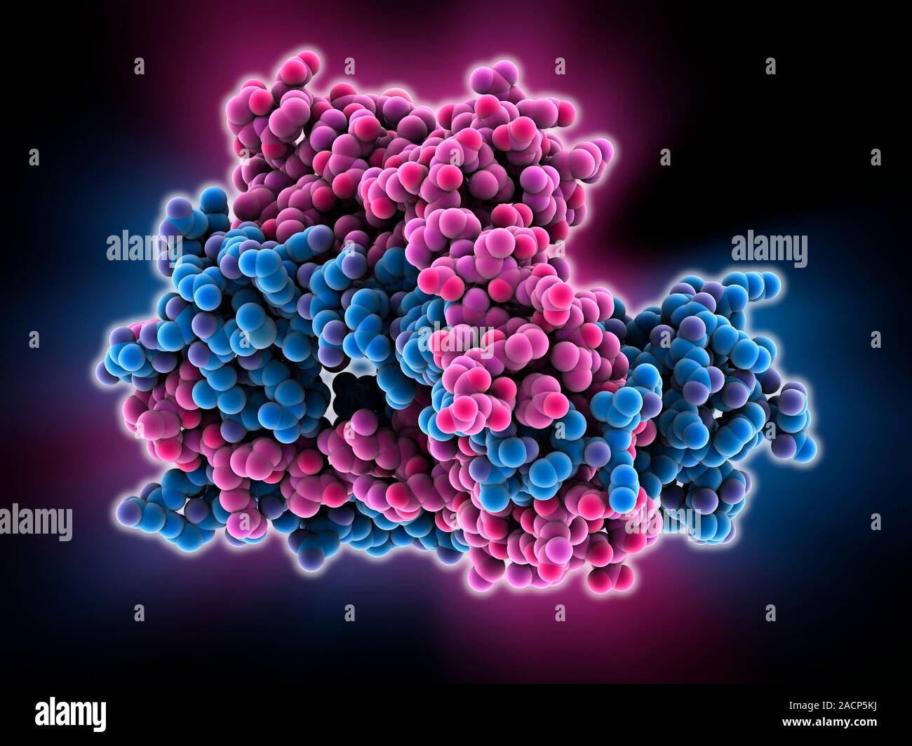 Chromosome segregation protein, molecular model. This protein's ...
