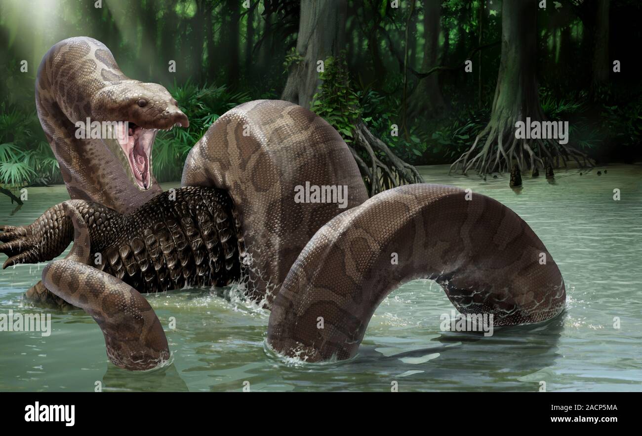 Titanoboa (Titanoboa sarajonensis), artwork. Titanoboa is an extinct ...