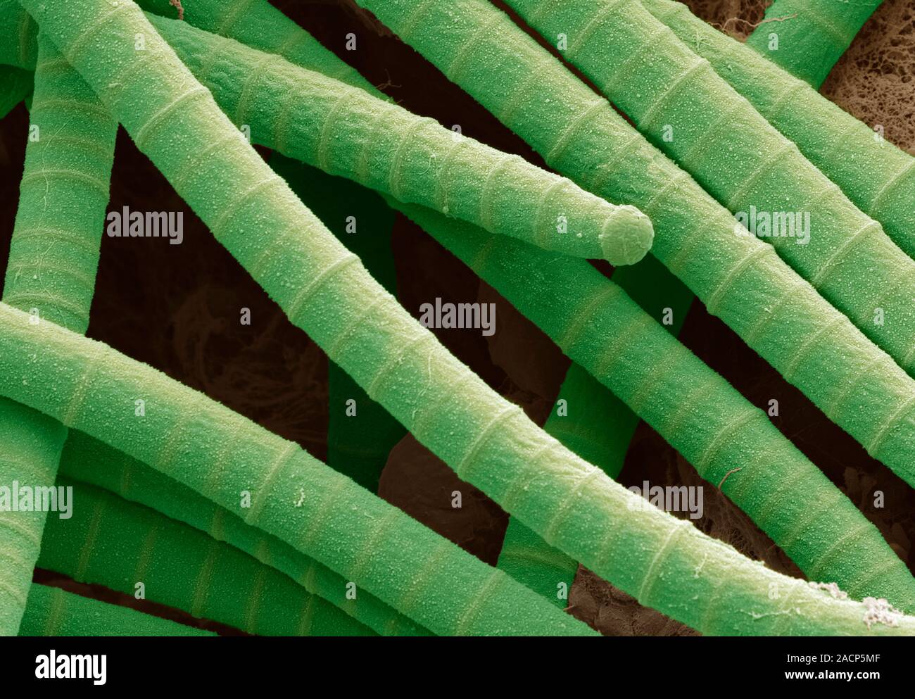 Microcoleus cyanobacteria. Coloured scanning electron micrograph (SEM ...