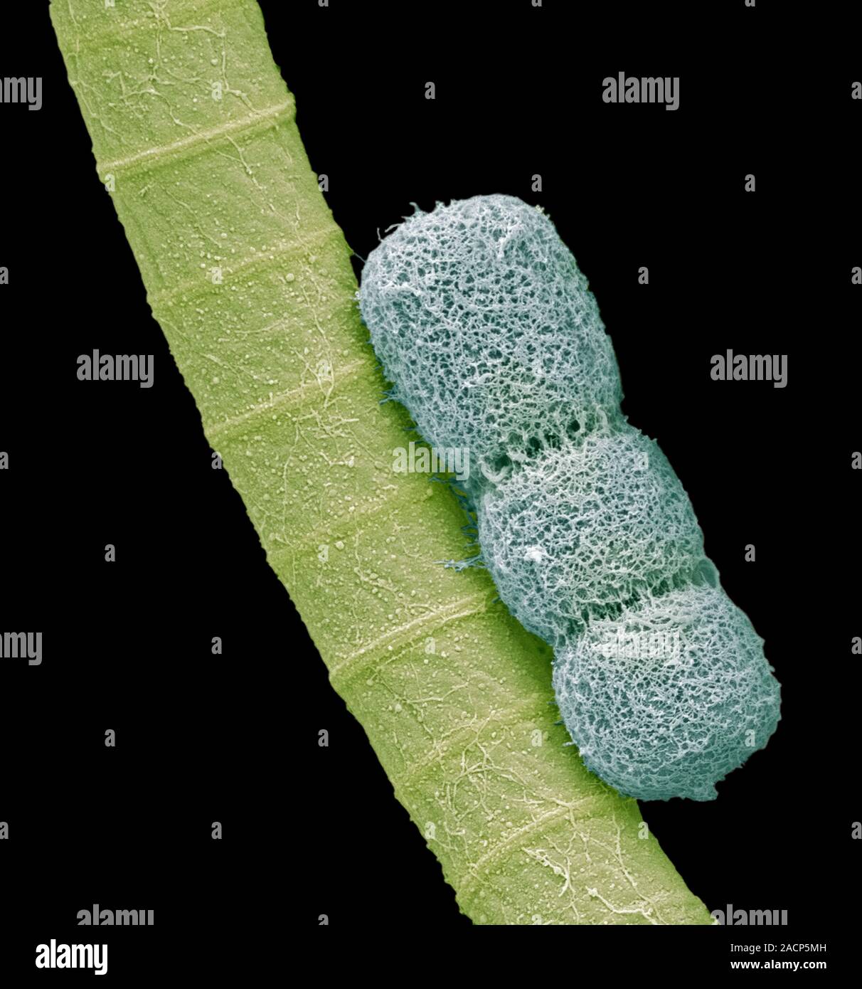 Cyanobacteria. Coloured scanning electron micrograph (SEM) of ...