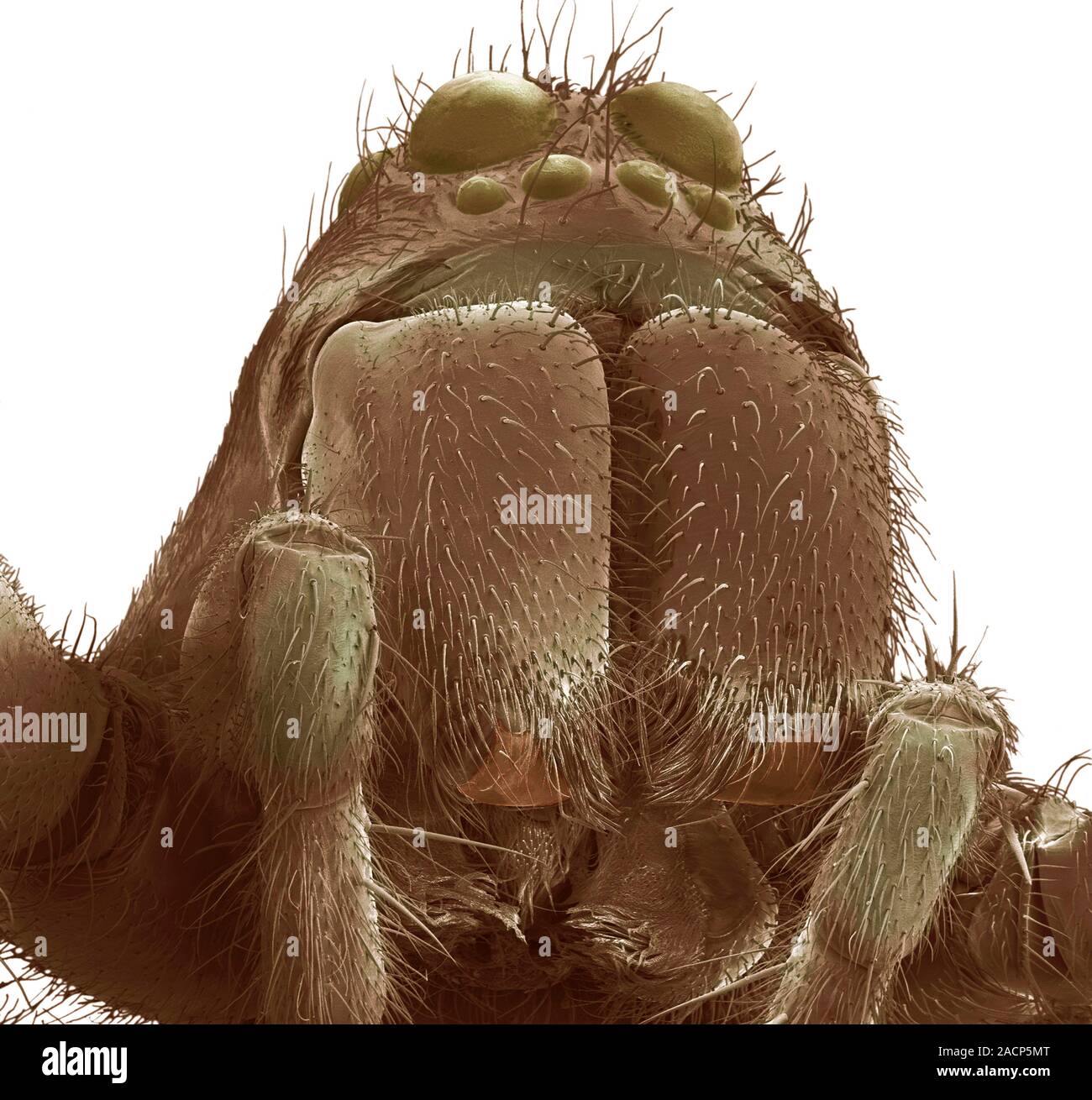 Tarantula spider. Coloured scanning electron micrograph (SEM) of the ...