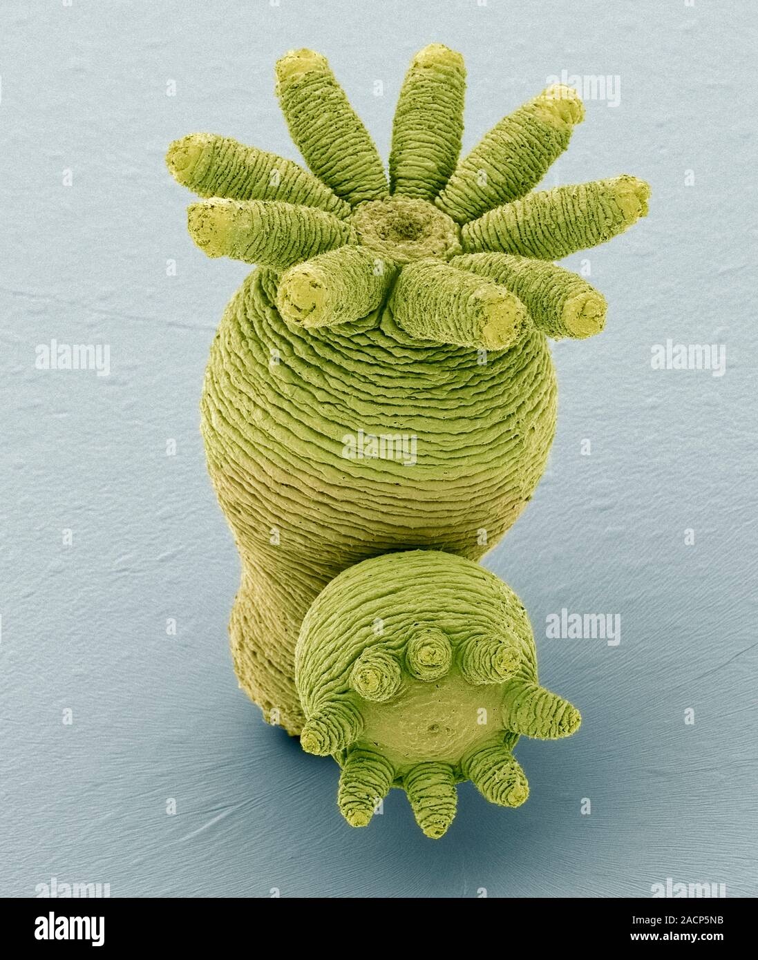 Hydra budding. Coloured scanning electron micrograph (SEM) of a Hydra ...