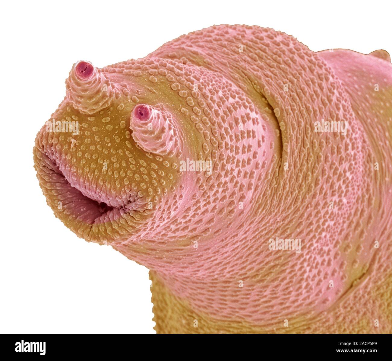 Bdelloid rotifer. Coloured scanning electron micrograph (SEM) of the ...