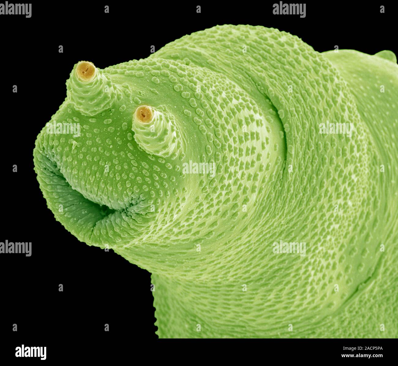 Bdelloid rotifer. Coloured scanning electron micrograph (SEM) of the ...