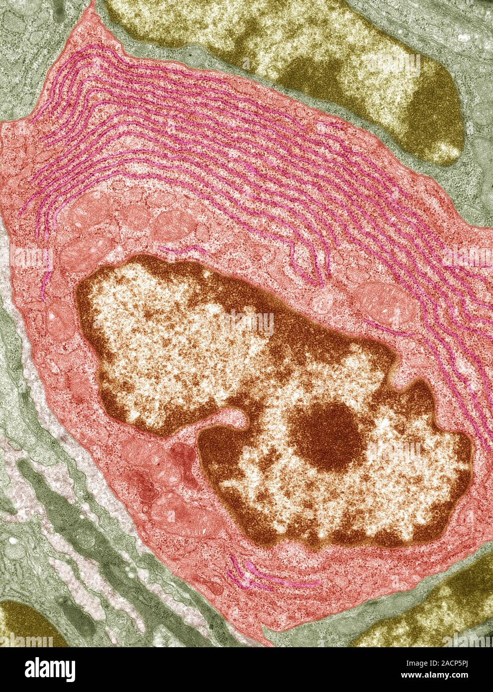 Pancreatic acinar cell. Transmission electron micrograph (TEM) of a ...