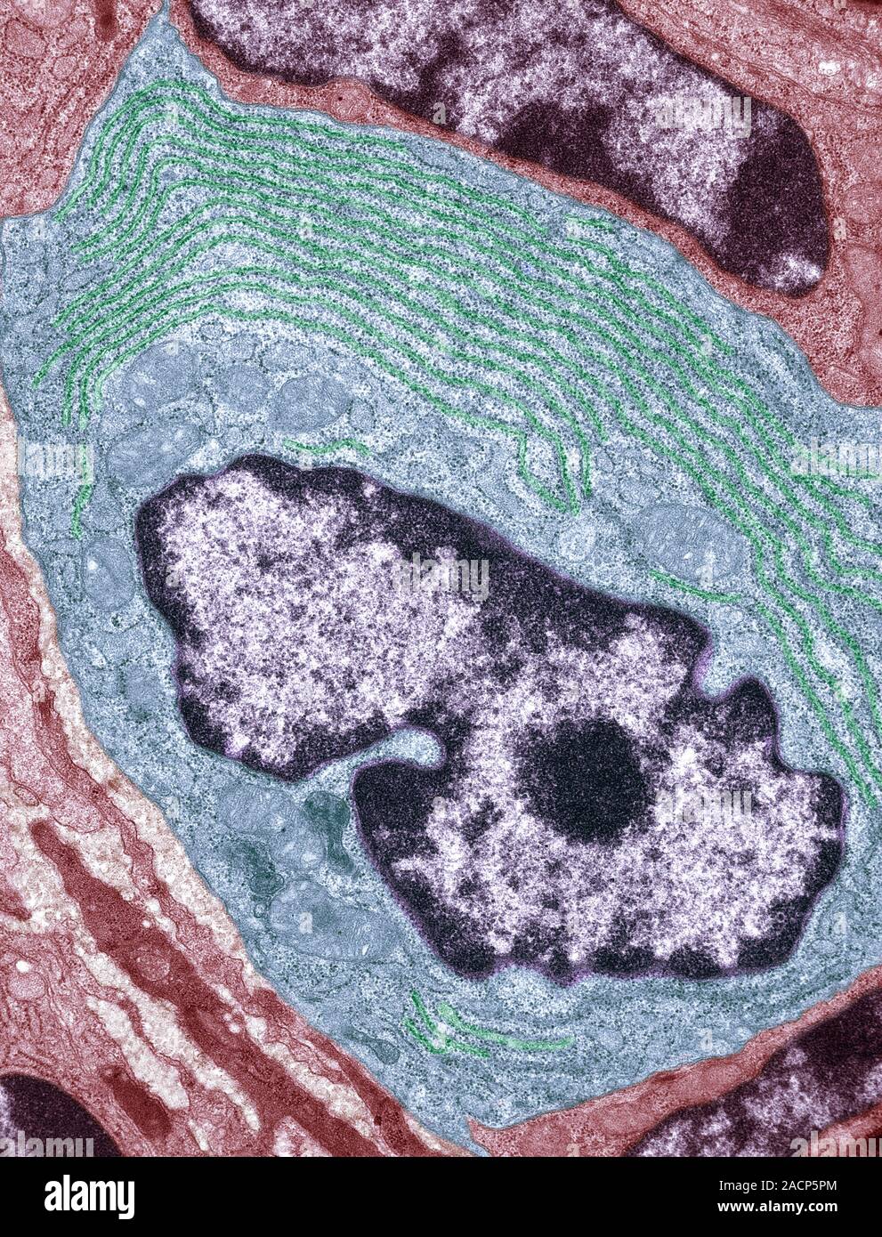 Pancreatic acinar cell. Transmission electron micrograph (TEM) of a ...